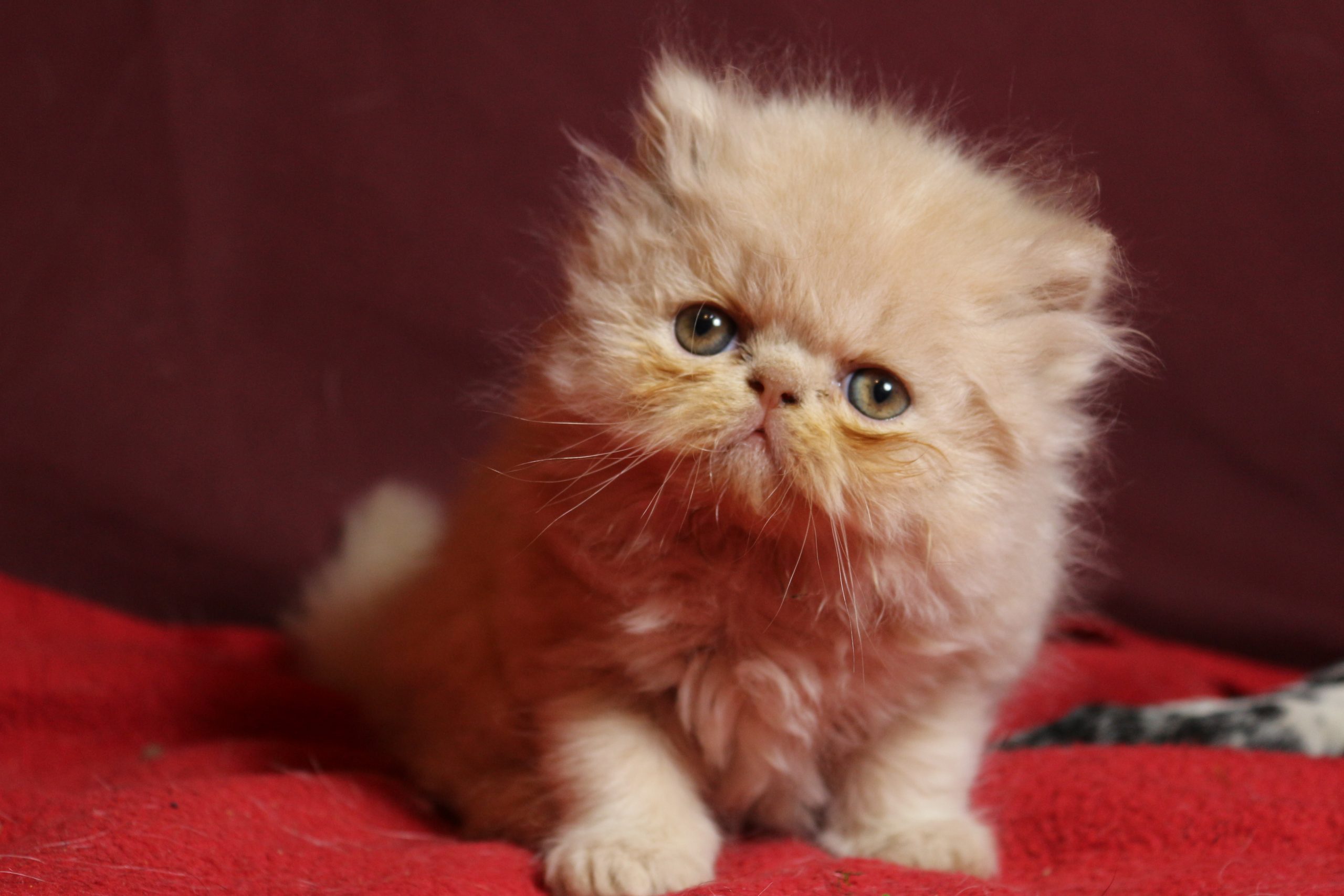 chaton-persan - Royal Fragrance