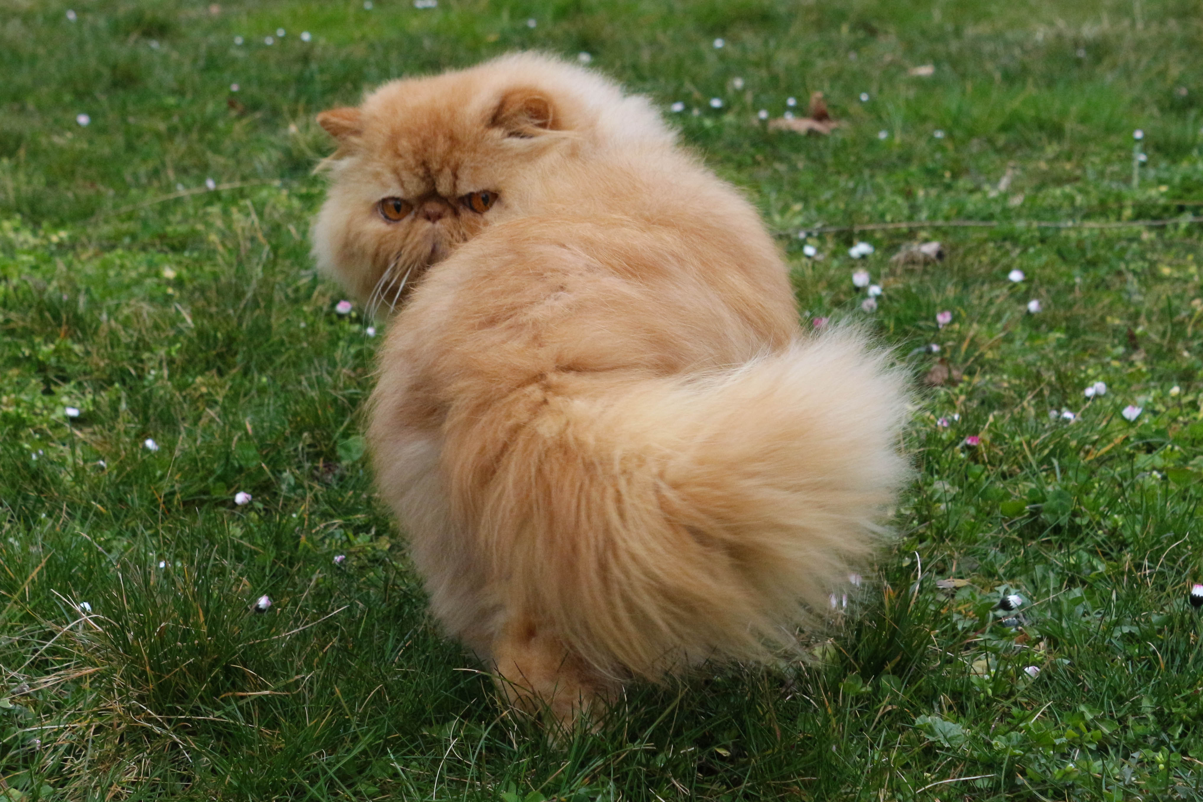 Persans LOOF : élevage - Royal Fragrance