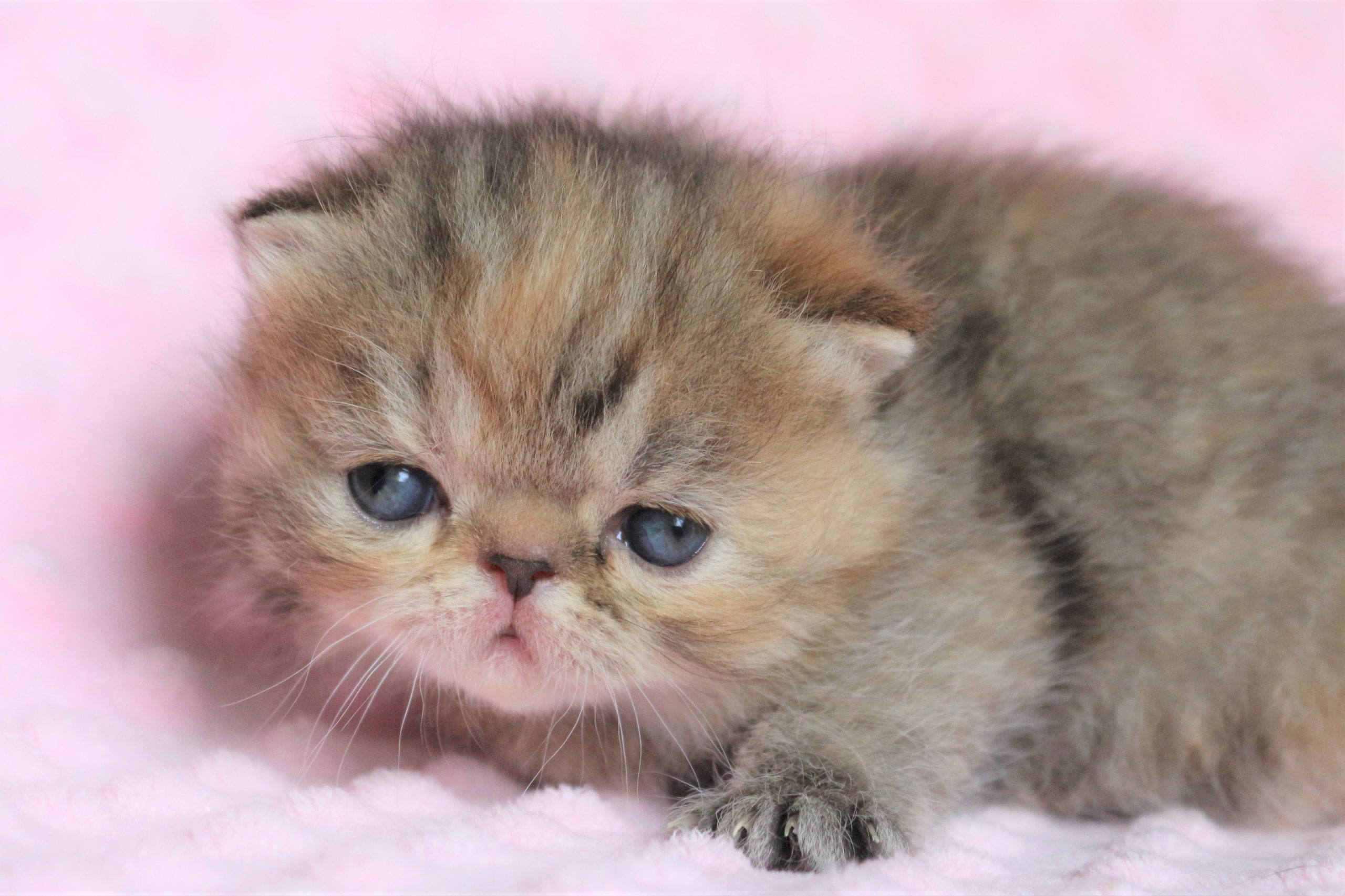 F Exo Tortie tabby - Royal Fragrance